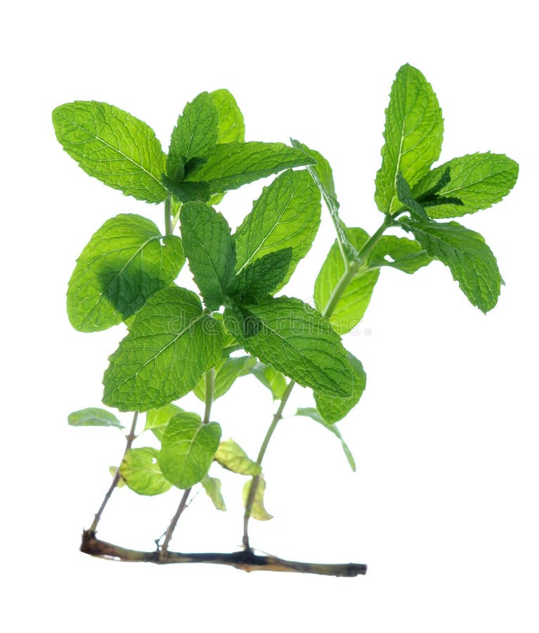 Spearmint tree stock image. Image of menthol, gardening - 27749645