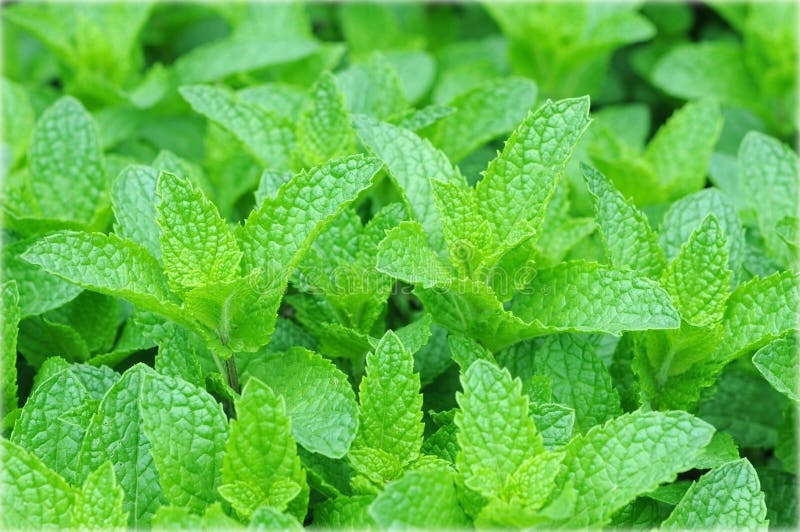 Spearmint tree stock image. Image of menthol, gardening - 27749645