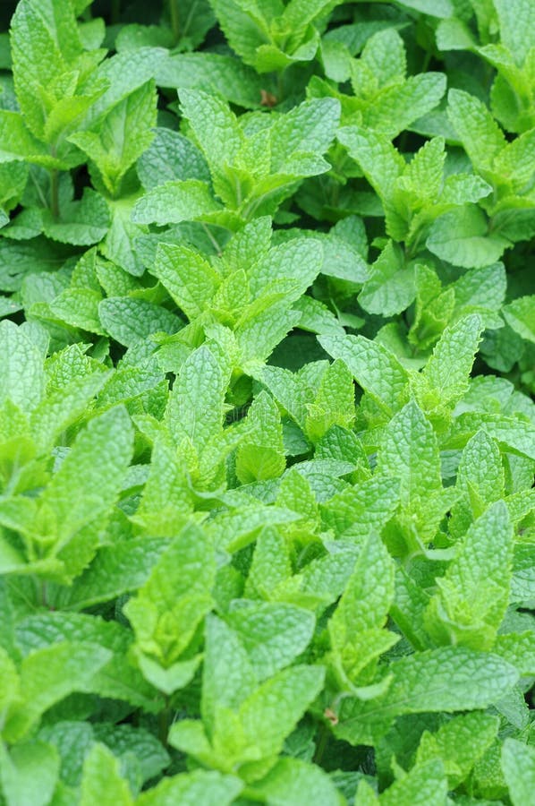 Spearmint tree stock image. Image of menthol, gardening - 27749645