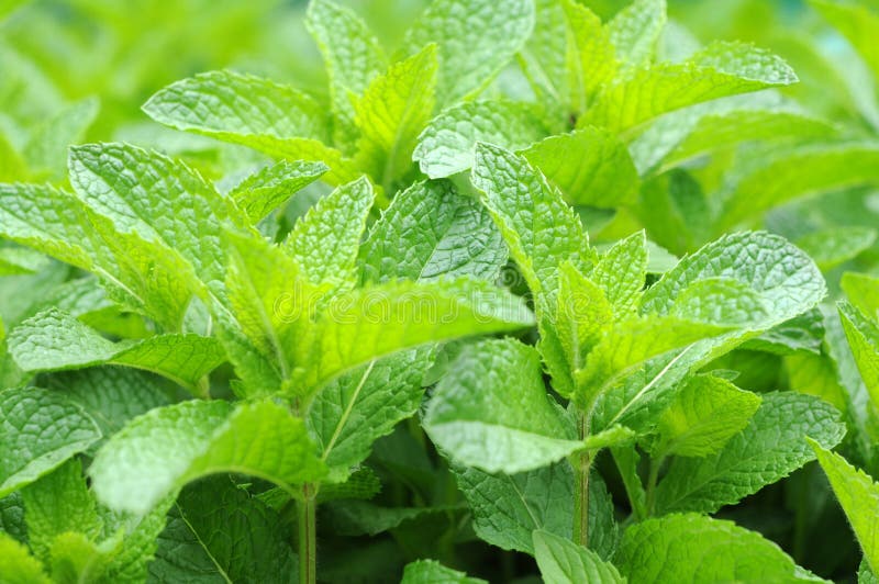Mint trees stock image. Image of leaf, gardening, fragrant - 35026837