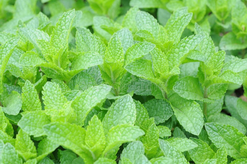 Mint trees stock image. Image of gardening, julep, aroma - 40269385