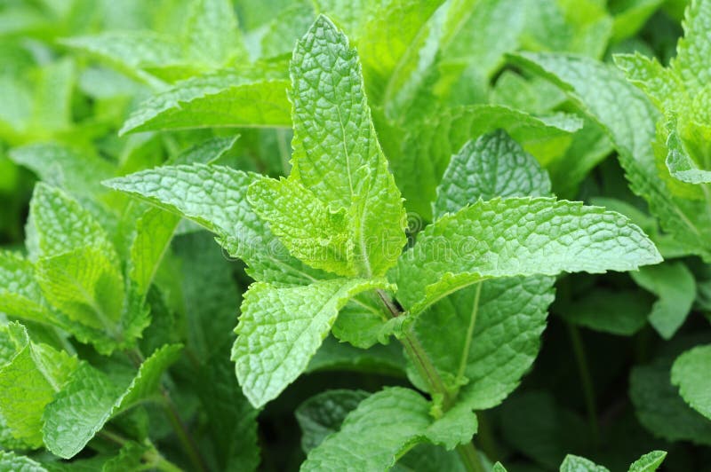 Mint trees stock image. Image of leaf, gardening, fragrant - 35026837