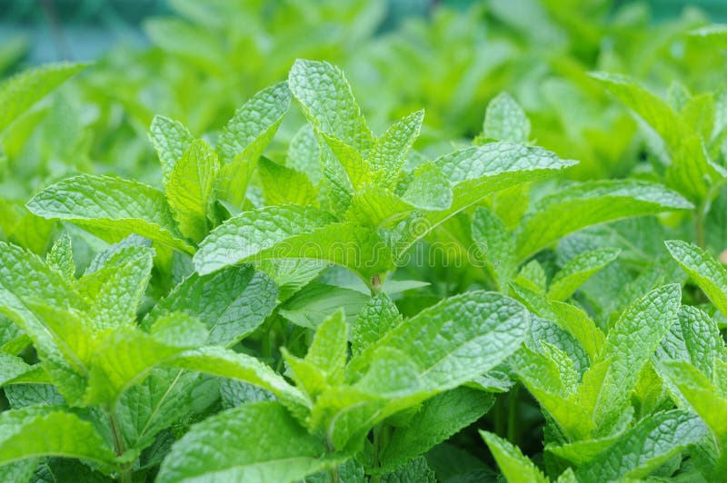 Mint trees stock photo. Image of gardening, mint, balm - 45505056