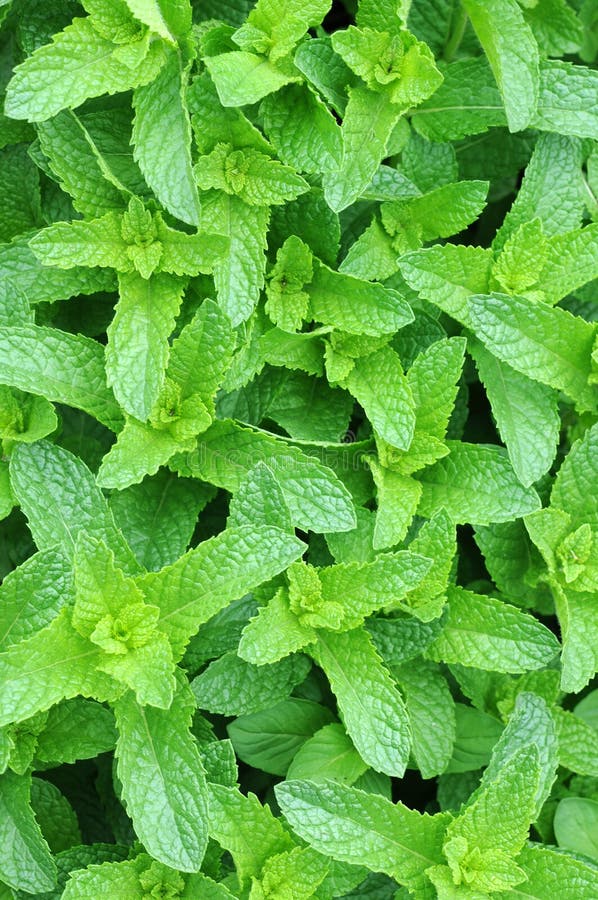 Mint trees stock photo. Image of gardening, nature, herb - 31754596