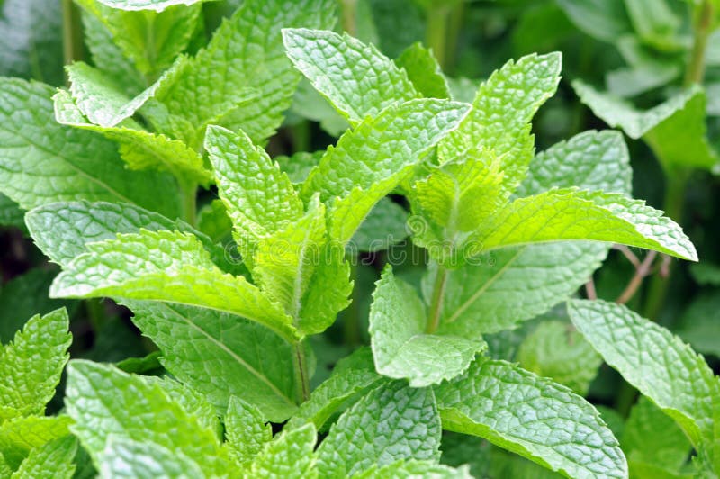 Mint stock photo. Image of natural, fresh, spearmint - 140256892