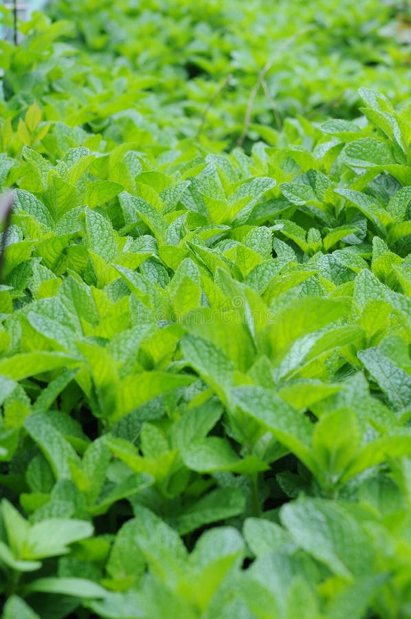 Mint trees stock image. Image of leaf, gardening, fragrant - 35026837