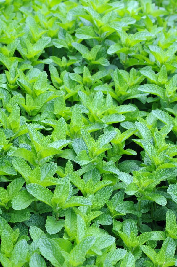 Spearmint tree stock image. Image of menthol, gardening - 27749645