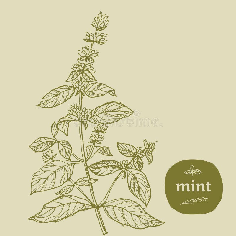 Mint stock vector. Illustration of coloured, mint, food - 64442961