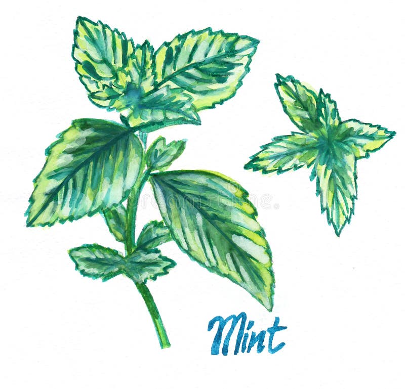 Mint Watercolor Hand Drawing Illustration Stock Illustration ...