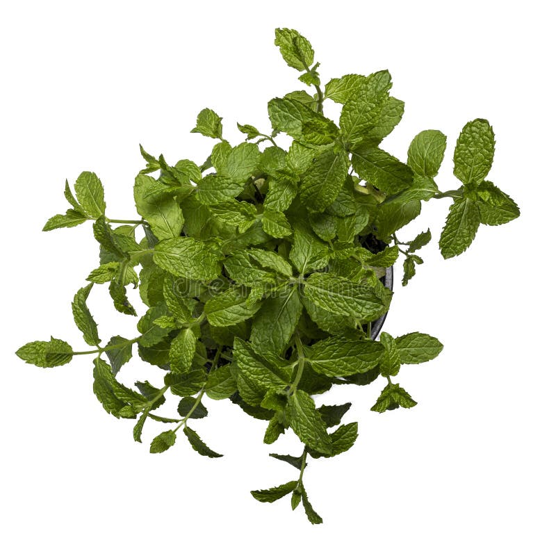 Mint on white background stock image. Image of ingredient - 229766423