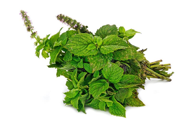 Mint on White Background stock image. Image of close - 199922191