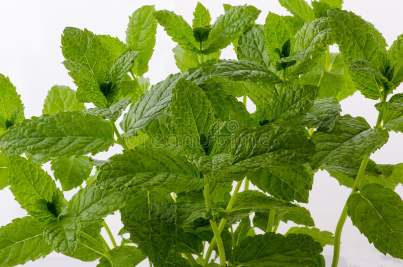 Mint on white Background stock photo. Image of herb, plant - 92247632