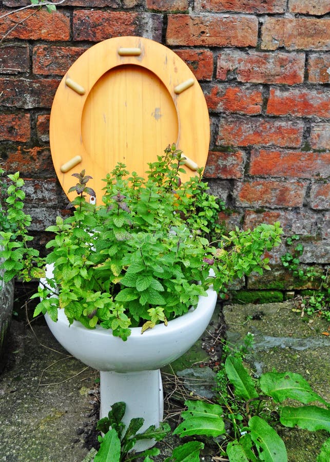 Fresh Mint Toilet Stock Photos - Free & Royalty-Free Stock Photos from ...