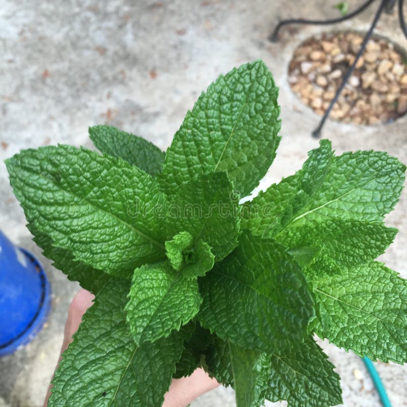 Minty Fresh stock photo. Image of backyard, ingredients - 70513900