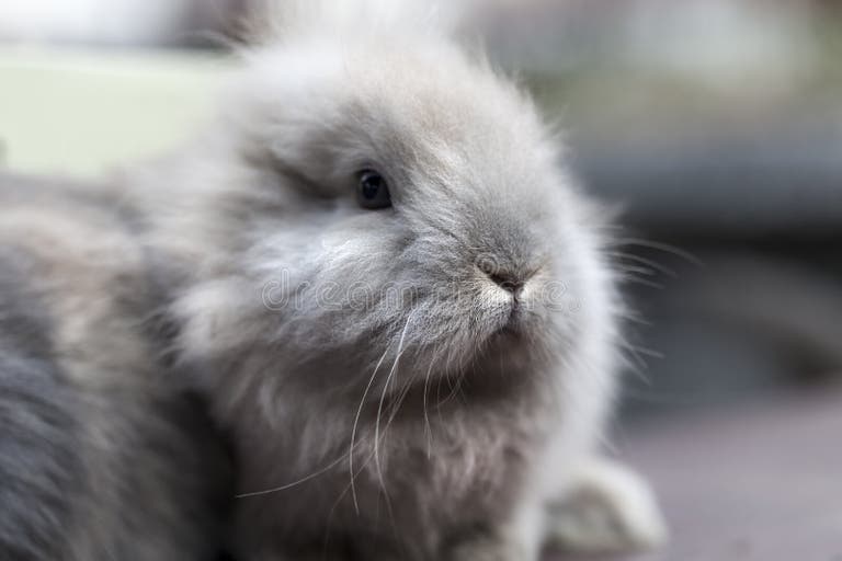 Minuscule Dwarf Rabbit Stock Photos - Free & Royalty-Free Stock Photos ...