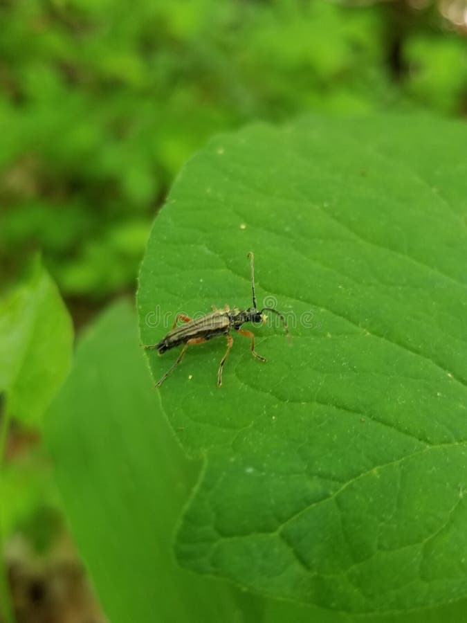Minuscule stock photo. Image of zoom, leaf, minuscule - 122809432