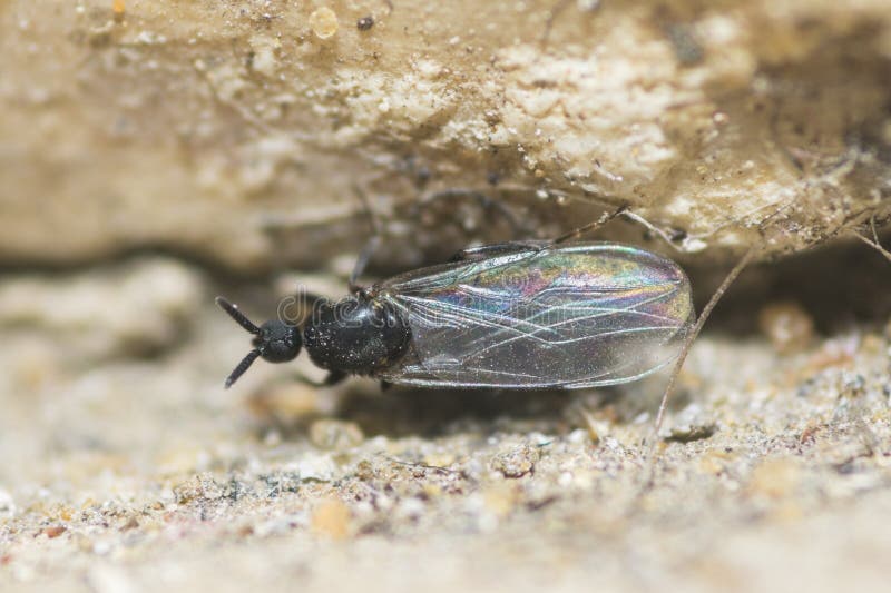 Coboldia Stock Photos - Free & Royalty-Free Stock Photos from Dreamstime