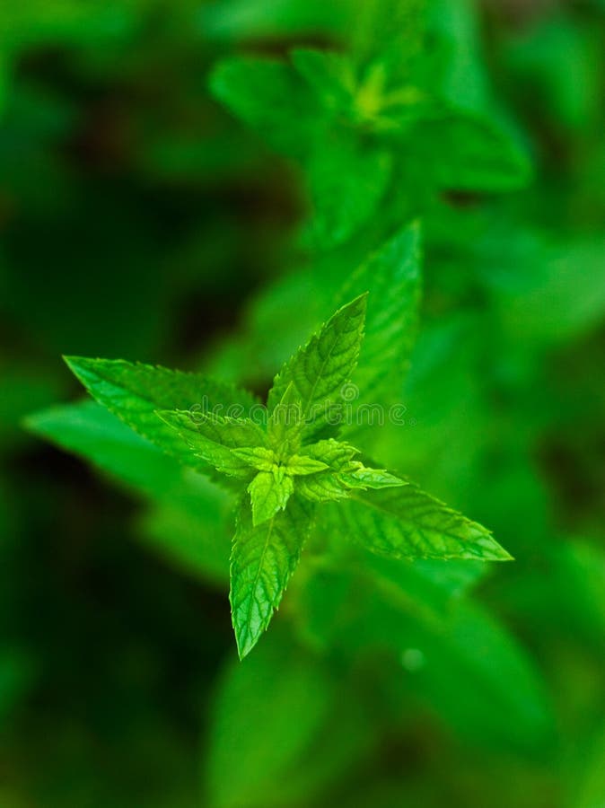 Minze stockbild. Bild von aroma, uter, stiel, kraut, minze - 18944373