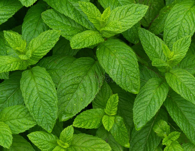 Frische Minze stockbild. Bild von frisch, stein, schwarzes - 4881007