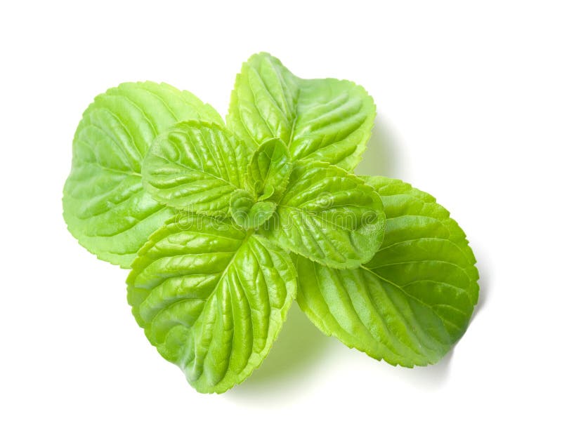 Minze stockfoto. Bild von duft, minze, duftend, organisch - 24903132