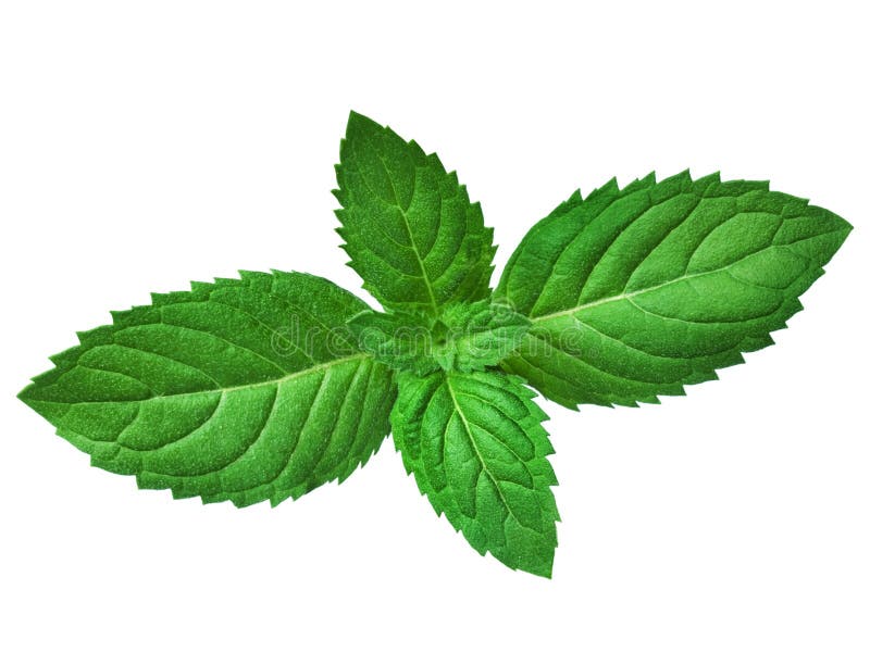 Minze stockbild. Bild von frech, üppig, sonderkommando - 29030269