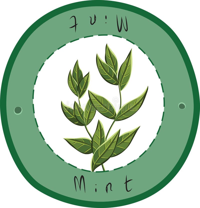 Minze vektor abbildung. Illustration von landwirtschaft - 40880615