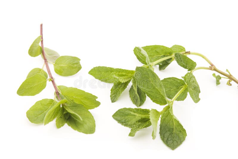 Minze stockbild. Bild von bestandteil, gesund, rezept - 5262619