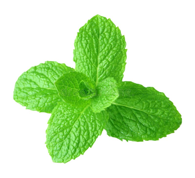 Minze stockfoto. Bild von hintergrund, kochen, minze, nahrung - 5318674