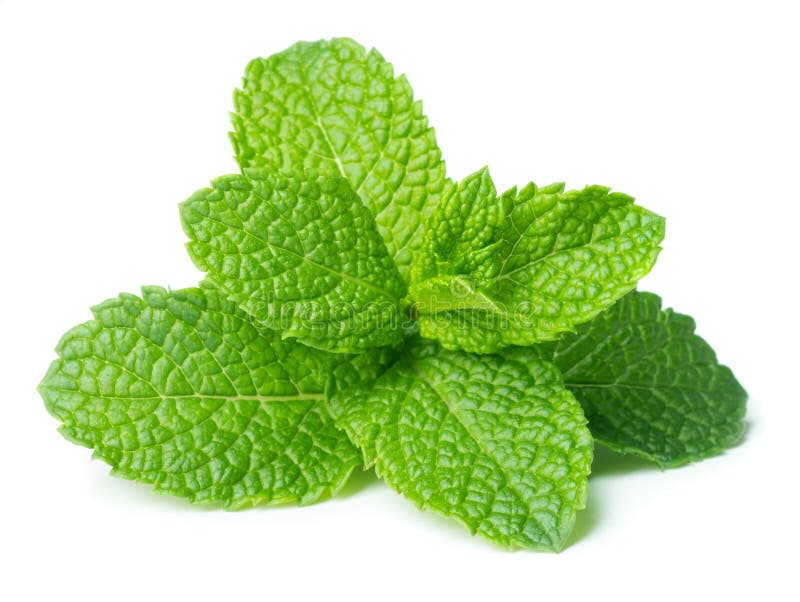 Frische Minze stockfoto. Bild von kräuter, betrieb, grün - 33393426