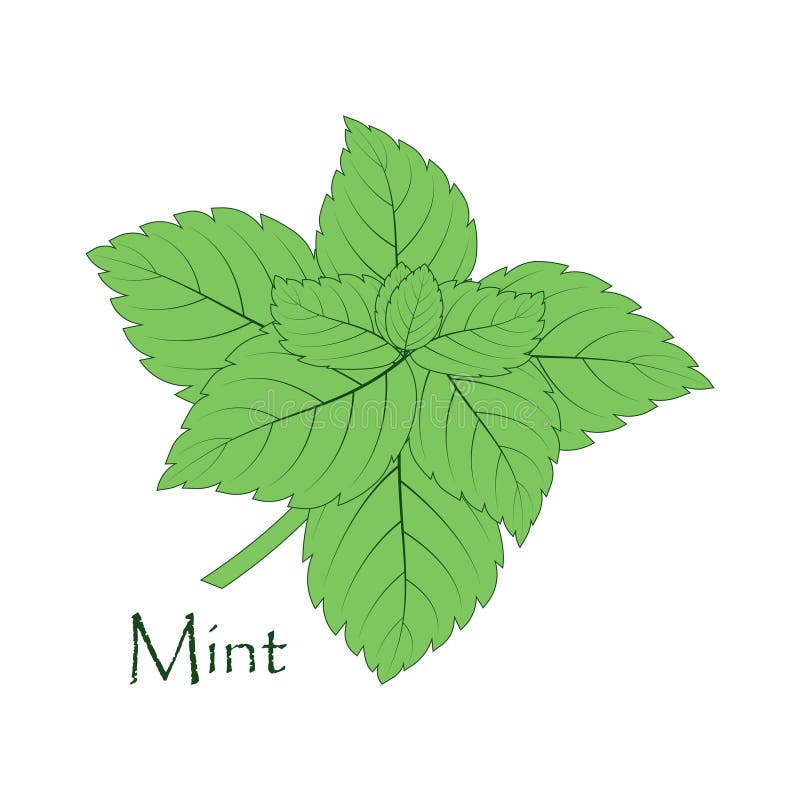 Sprig der Minze vektor abbildung. Illustration von frische - 65714208