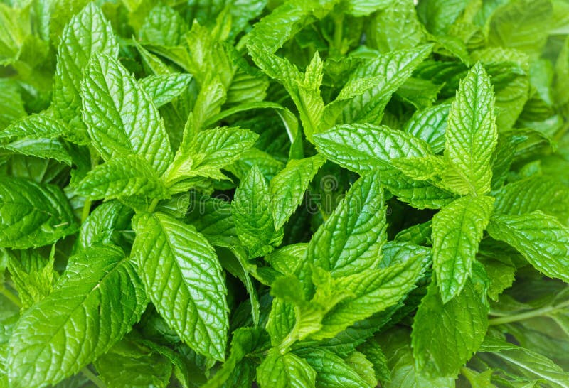 Minzen Stockfotos und Bilder - Laden Sie 6,156 lizenzfreie Fotos herunter