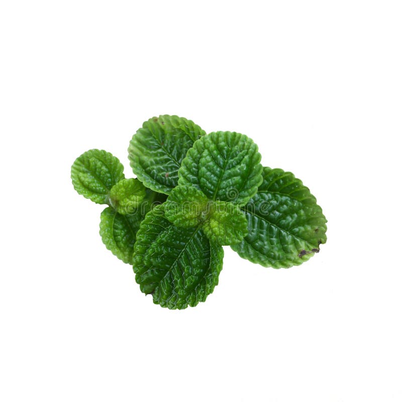 Minzen Stockfotos und Bilder - Laden Sie 6,156 lizenzfreie Fotos herunter