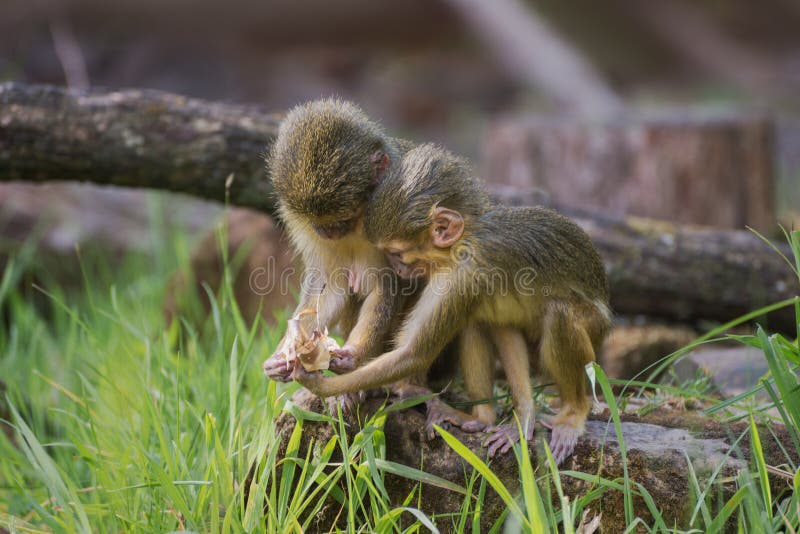 Miopithecus Ogouensis. a Pair of Gabon Talapoin, the Smallest Monkeys ...