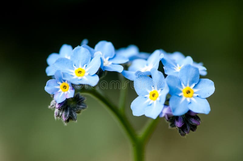Miosótis Do Retrato Da Planta Foto de Stock - Imagem de ecologia ...