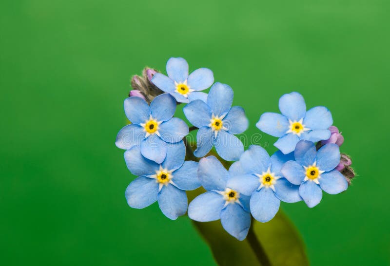 Non ti dimenticar di me fotografia stock. Immagine di petalo - 146205806