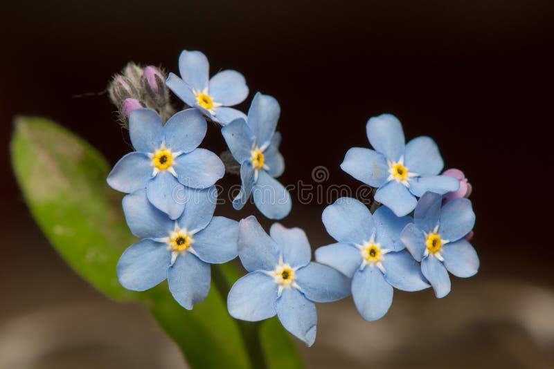 Innaffi Il Fiore Del Miosotis Di Palustris Del Miosotis Degli ...