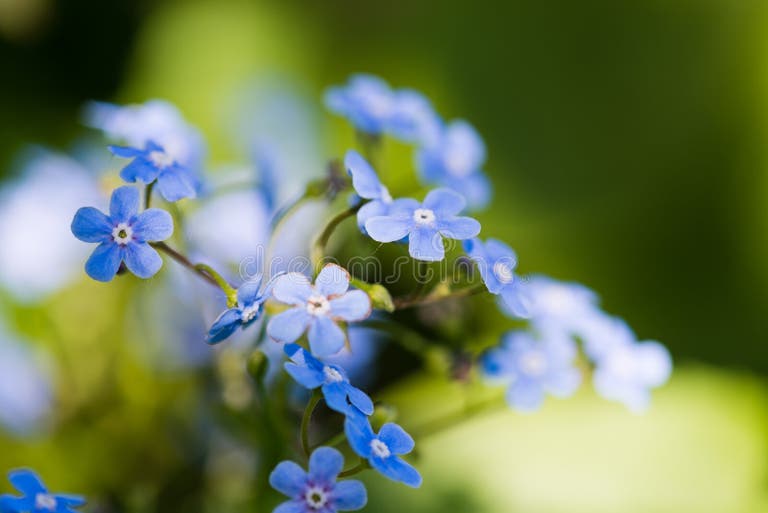 8,379 Myosotis Foto stock - Foto stock gratuite e royalty free da ...