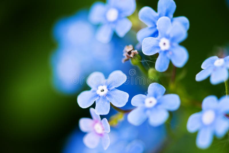 Miosotis fotografia stock. Immagine di molla, estratto - 32657880