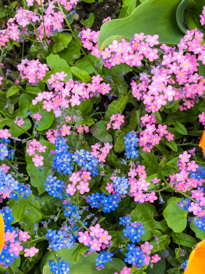 Miosotis Rosada Y Azul En Flor Sylvatica Foto de archivo - Imagen de prado, mézclese: 346555232