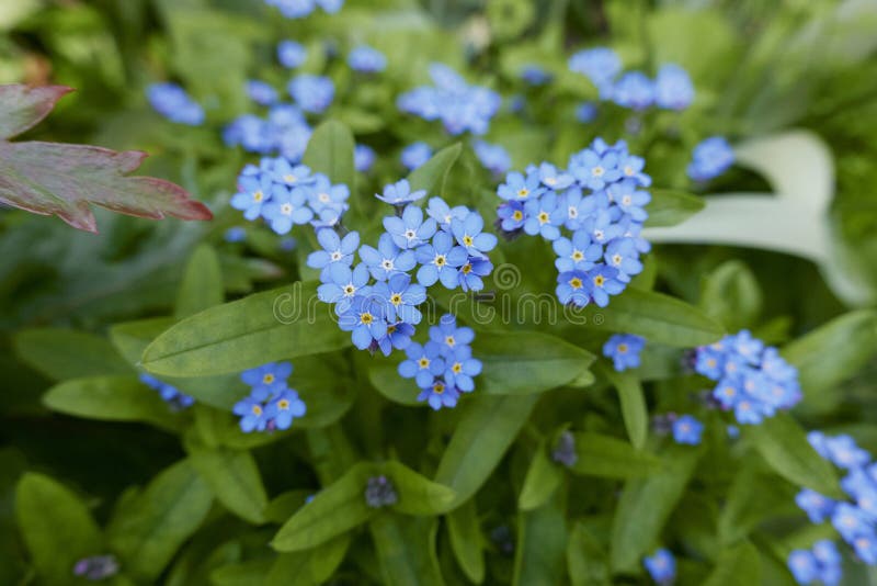 Miosotis sylvatica en flor foto de archivo. Imagen de flora - 247846164