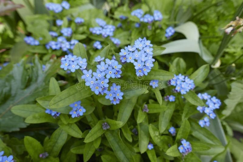 Miosotis sylvatica en flor imagen de archivo. Imagen de flora - 247846165