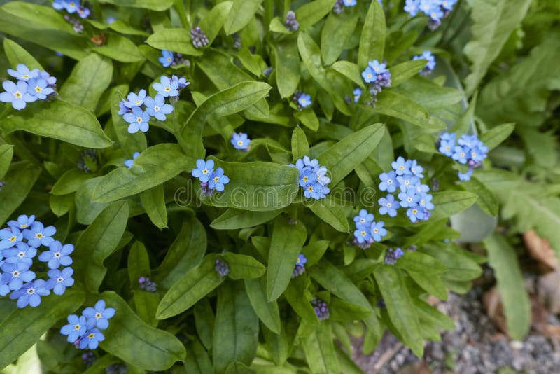 Miosotis sylvatica en flor imagen de archivo. Imagen de exterior ...
