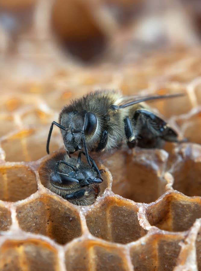 Larvas De La Abeja Reina Que Se Convierten Foto de archivo - Imagen de ...