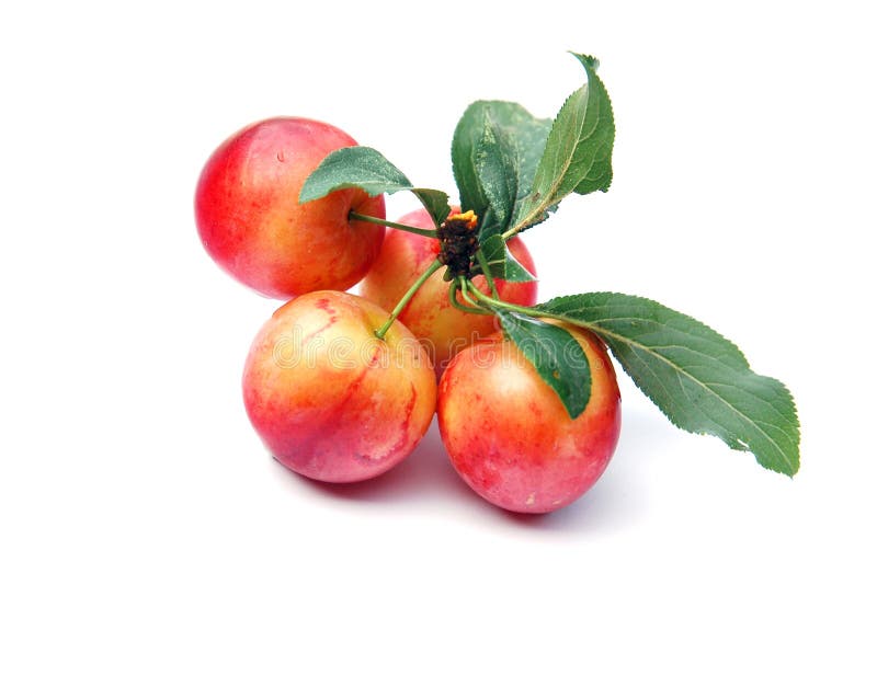 Mirabelle stock image. Image of greenery, garden, limb - 11561849