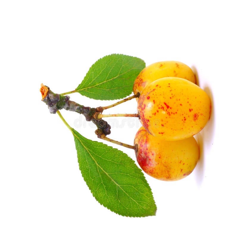 2,179 Mirabelle Photos libres de droits et gratuites de Dreamstime