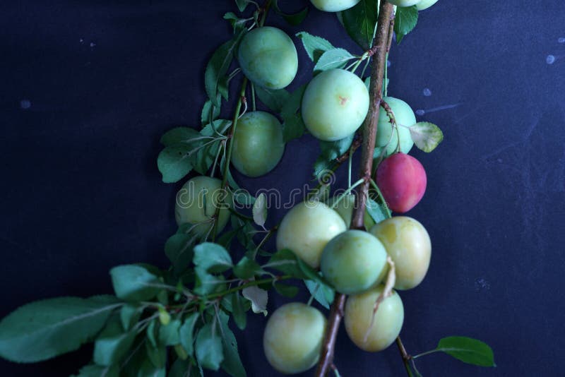 The Mirabelle, Also Called Yellow Plum, is a Subspecies of the Plum ...