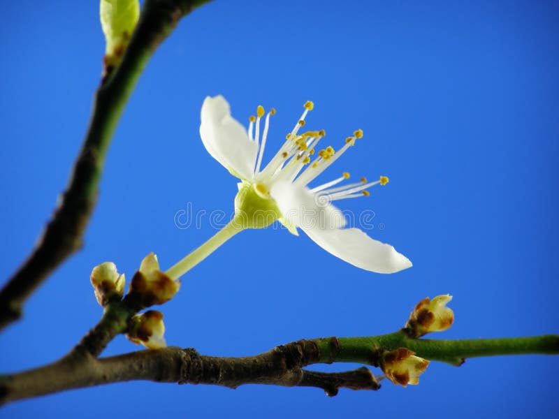 Mirabelle flower stock image. Image of botanic, tree, petal - 1986191