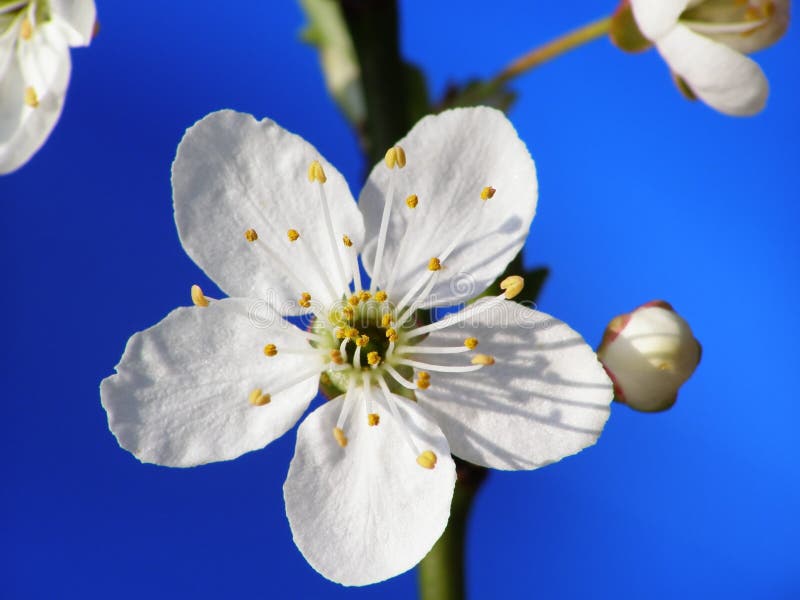 Mirabelle flower stock photo. Image of outdoor, spring - 2201186