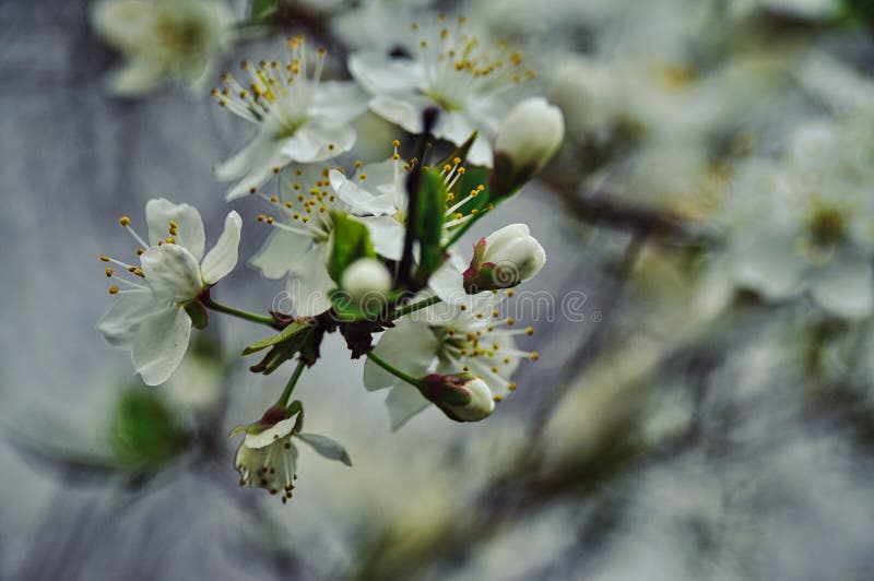 Mirabelle Flower Fully Bloomed on a Branch in Spring White Flower Stock ...