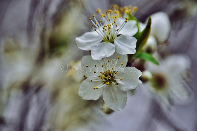 Mirabelle Flower Fully Bloomed on a Branch in Spring White Flower Stock ...